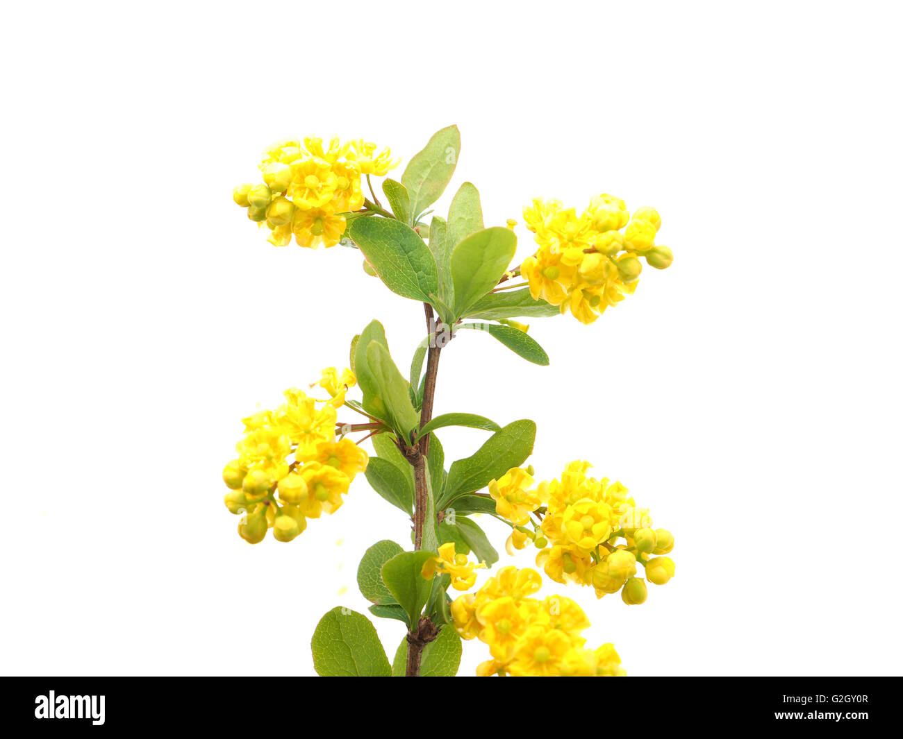 barberry flowers on a white background Stock Photo - Alamy