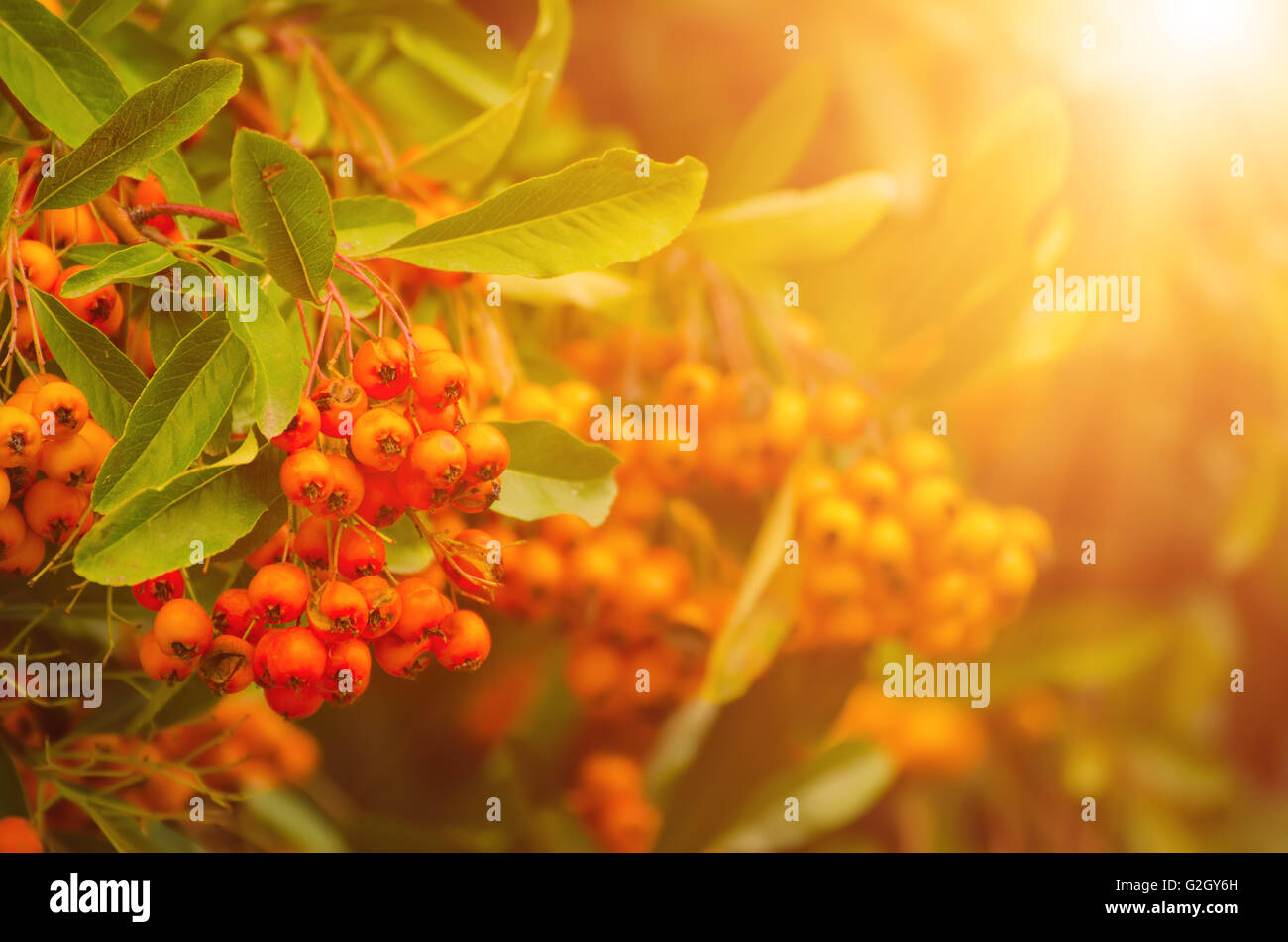 Red autumn berries Stock Photo - Alamy