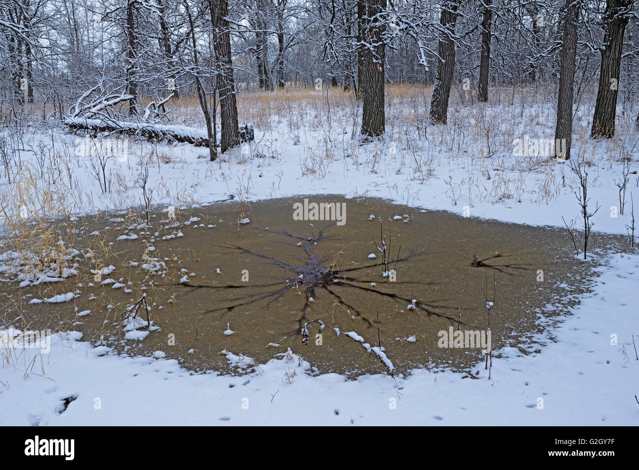 Seine river forest hi-res stock photography and images - Alamy