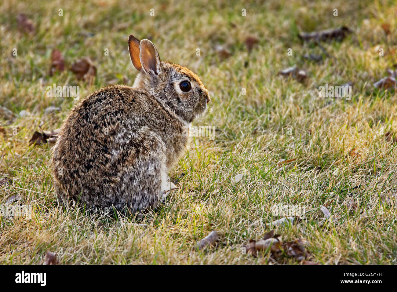 Cottontail rabbit on urban lawn Winnipeg Manitoba Canada Stock Photo ...