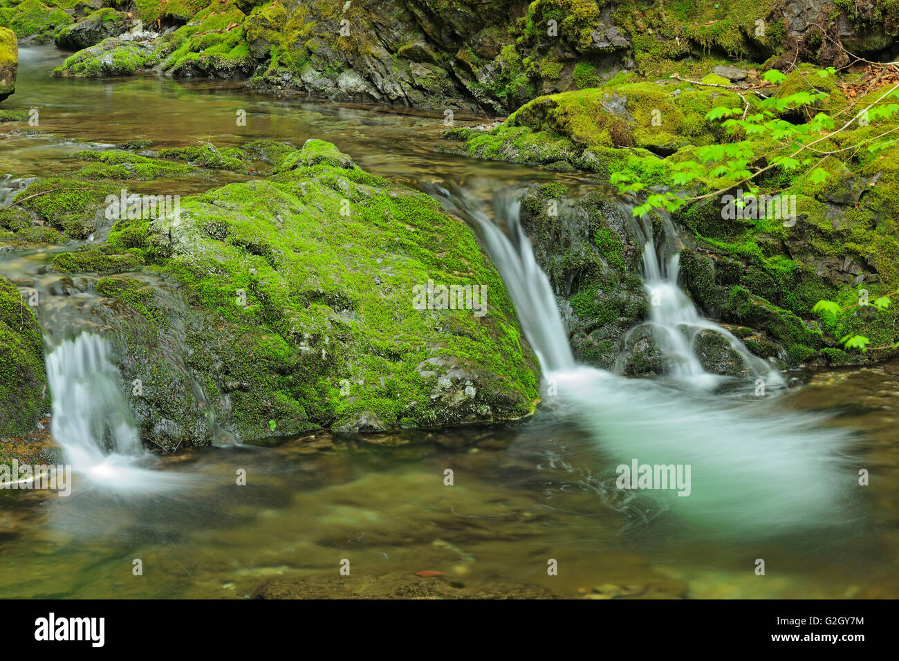 Dickson Falls in the Acadian forest Fundy National Park New Brunswick ...