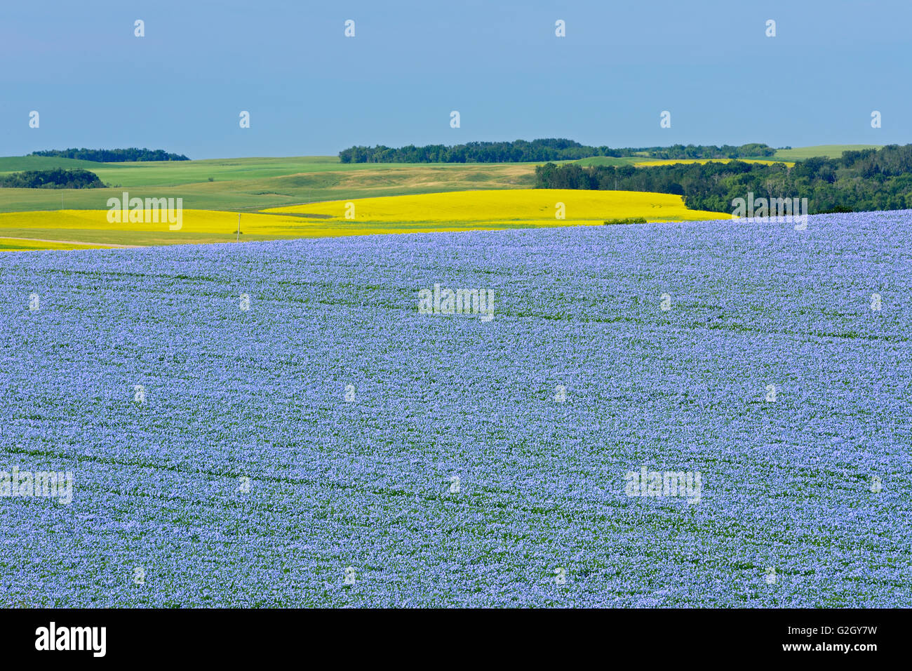 Flax fields hi-res stock photography and images - Alamy
