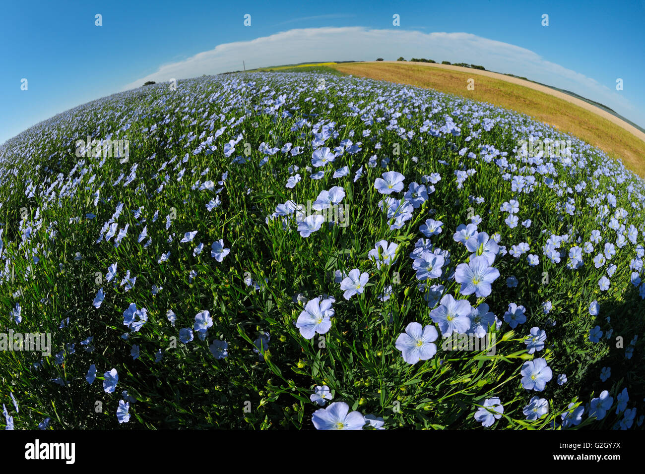 Flowers of flax crop up close Pembina Hills Manitoba Canada Stock Photo ...