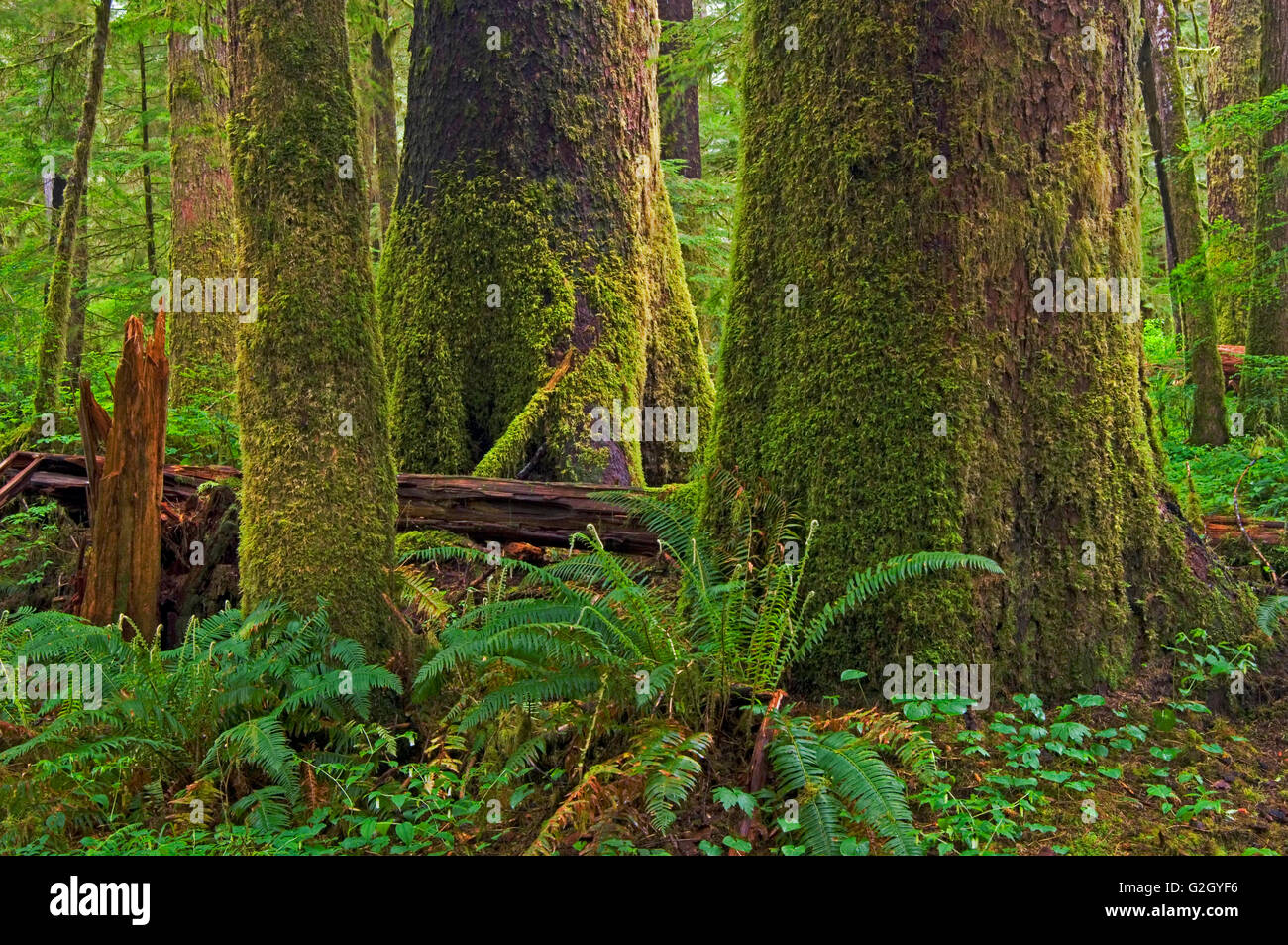 Old growth temperate rain forest Carmanah-Walbran Provincial Park ...