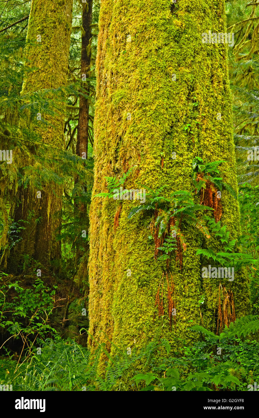 Old growth temperate rain forest Carmanah-Walbran Provincial Park ...
