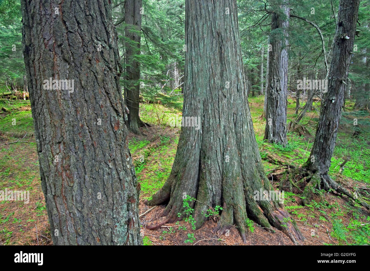 Inland temperate rain forest in Hemlock Grove Glacier National Park ...