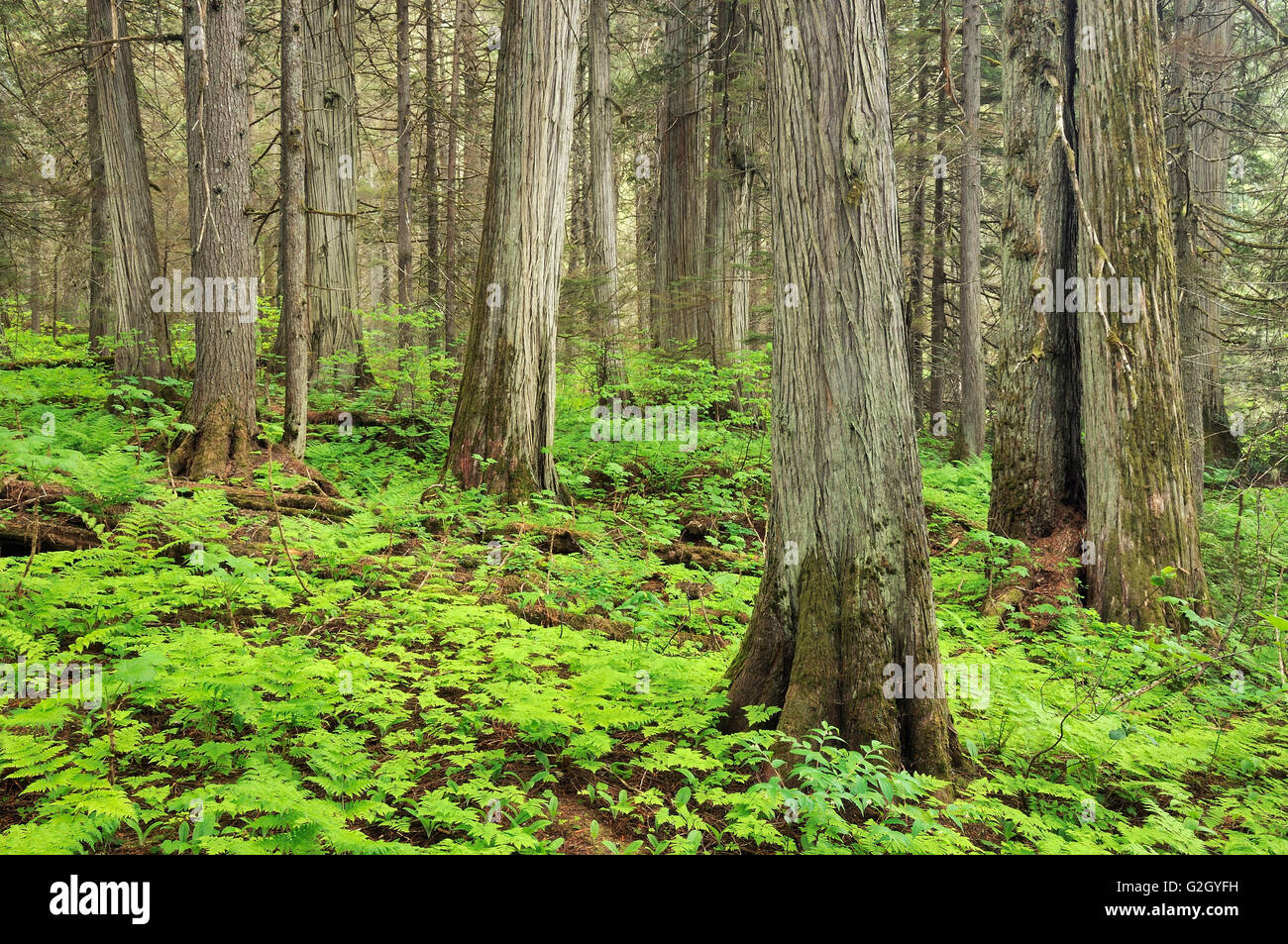 Canada inland rain forest hi-res stock photography and images - Alamy
