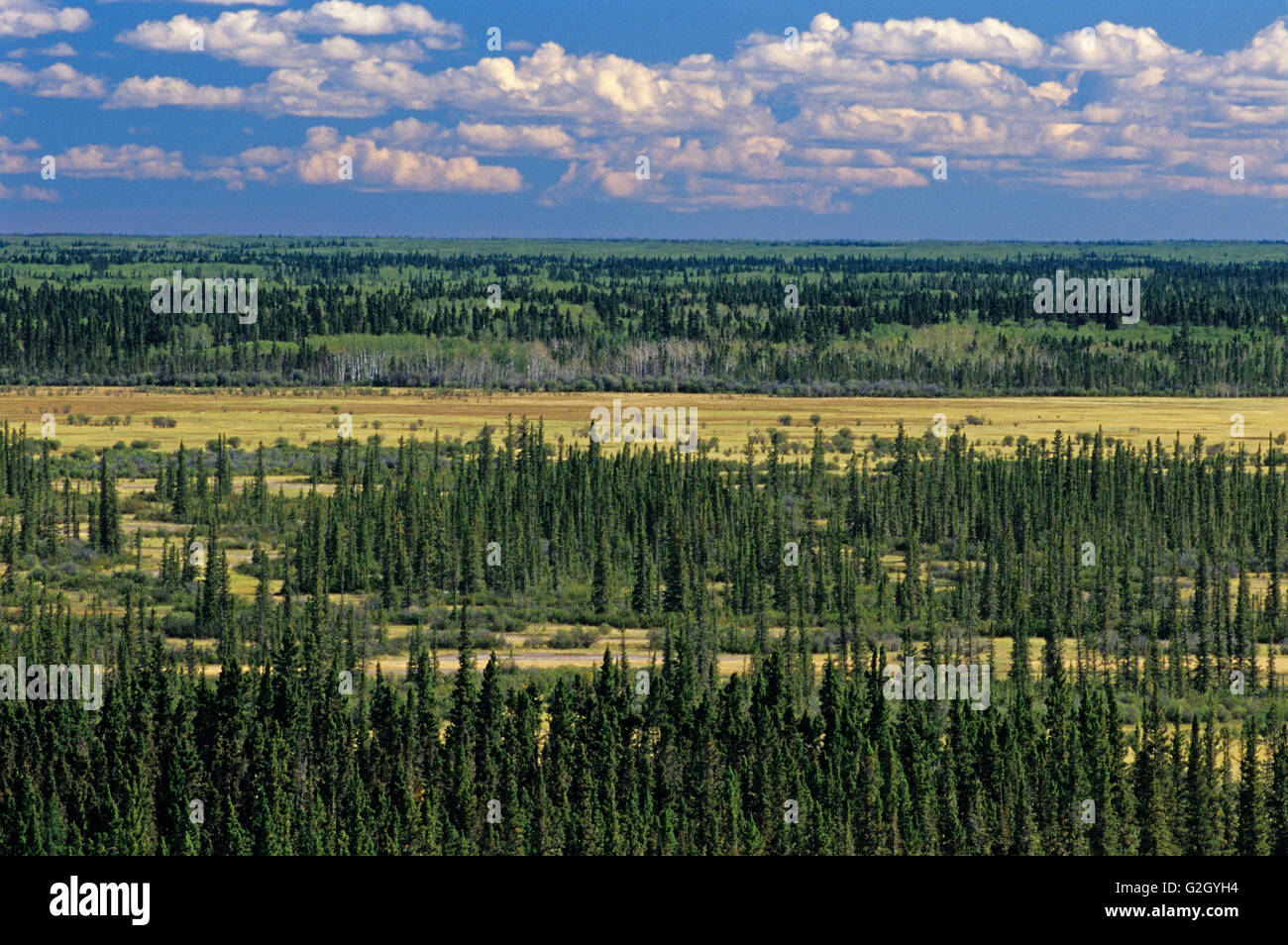 Salt Plain (flats) and boreal forest Wood Buffalo National Park ...
