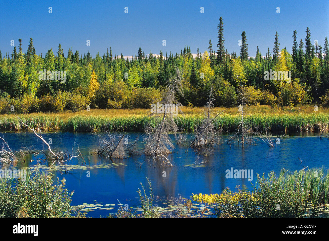Boreal forest, wetland and preCambrian Shield Yellowknife Highway ...