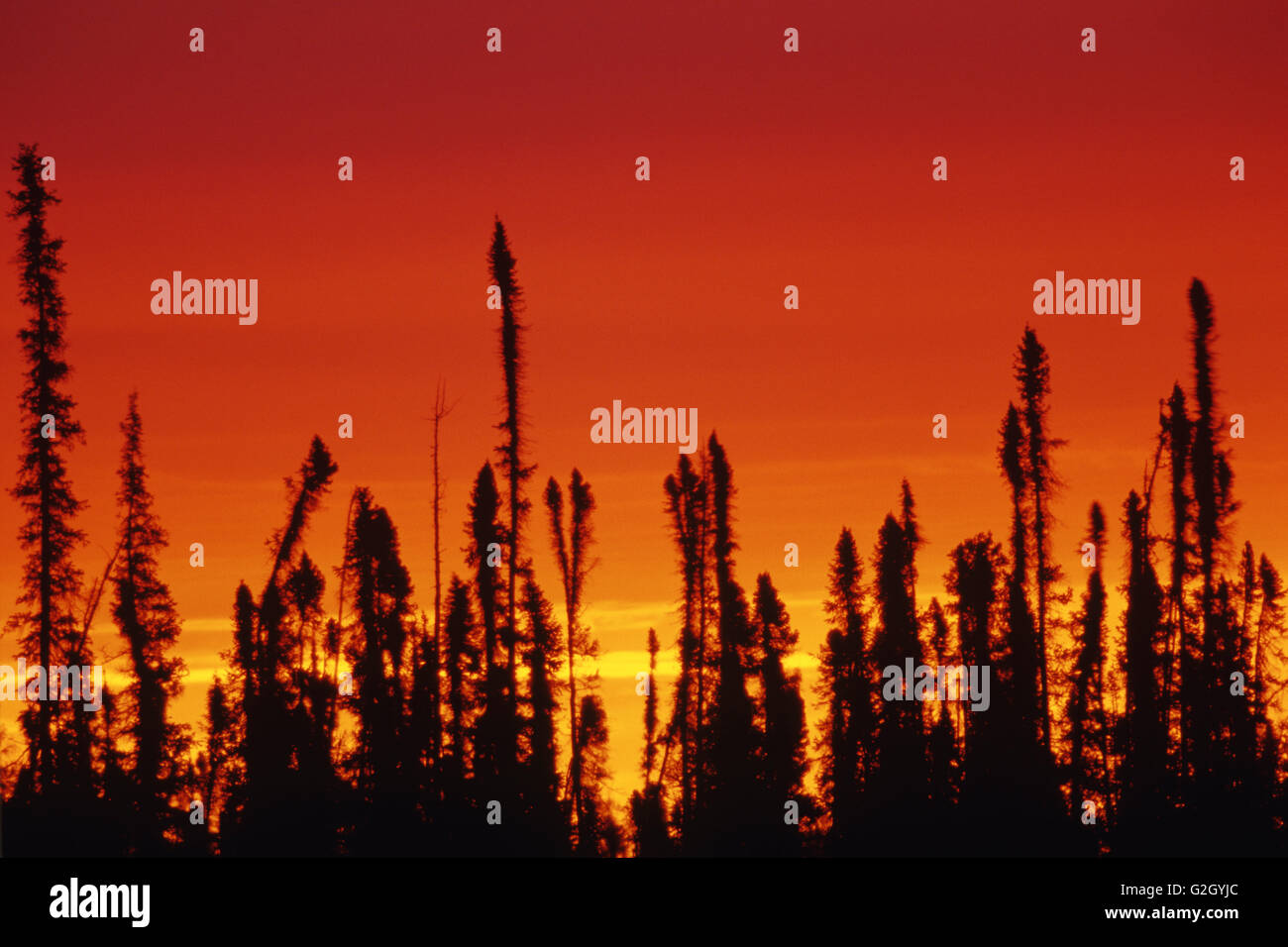 boreal forest at dawn near Fort Resolution Northwest Territories Canada ...
