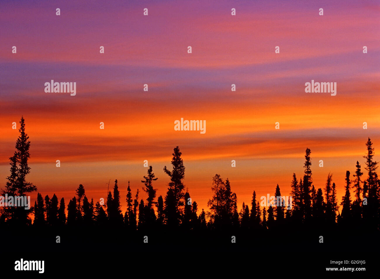 Boreal forest canada old growth hi-res stock photography and images - Alamy