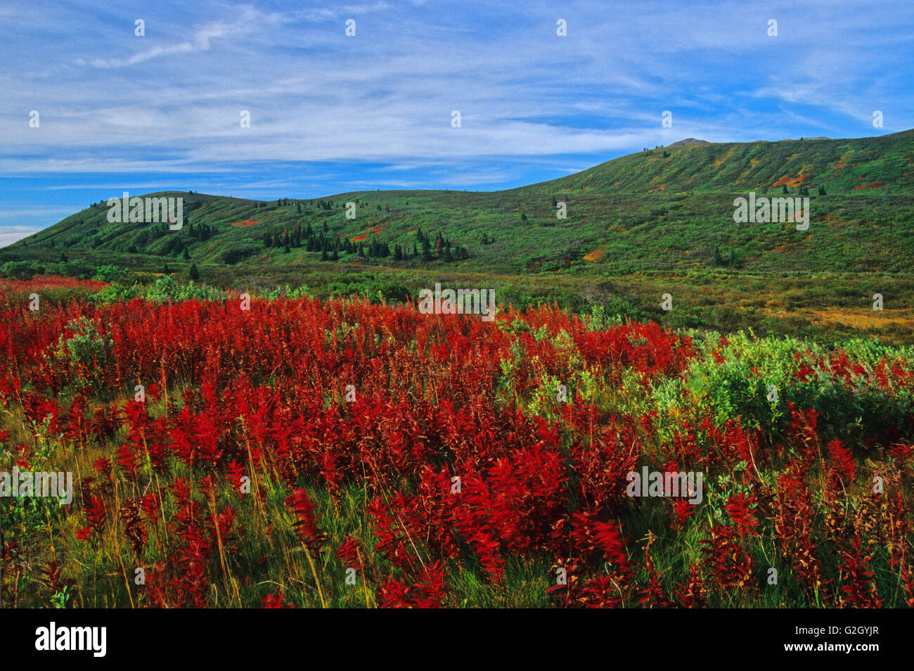 Fireweeds hi-res stock photography and images - Alamy