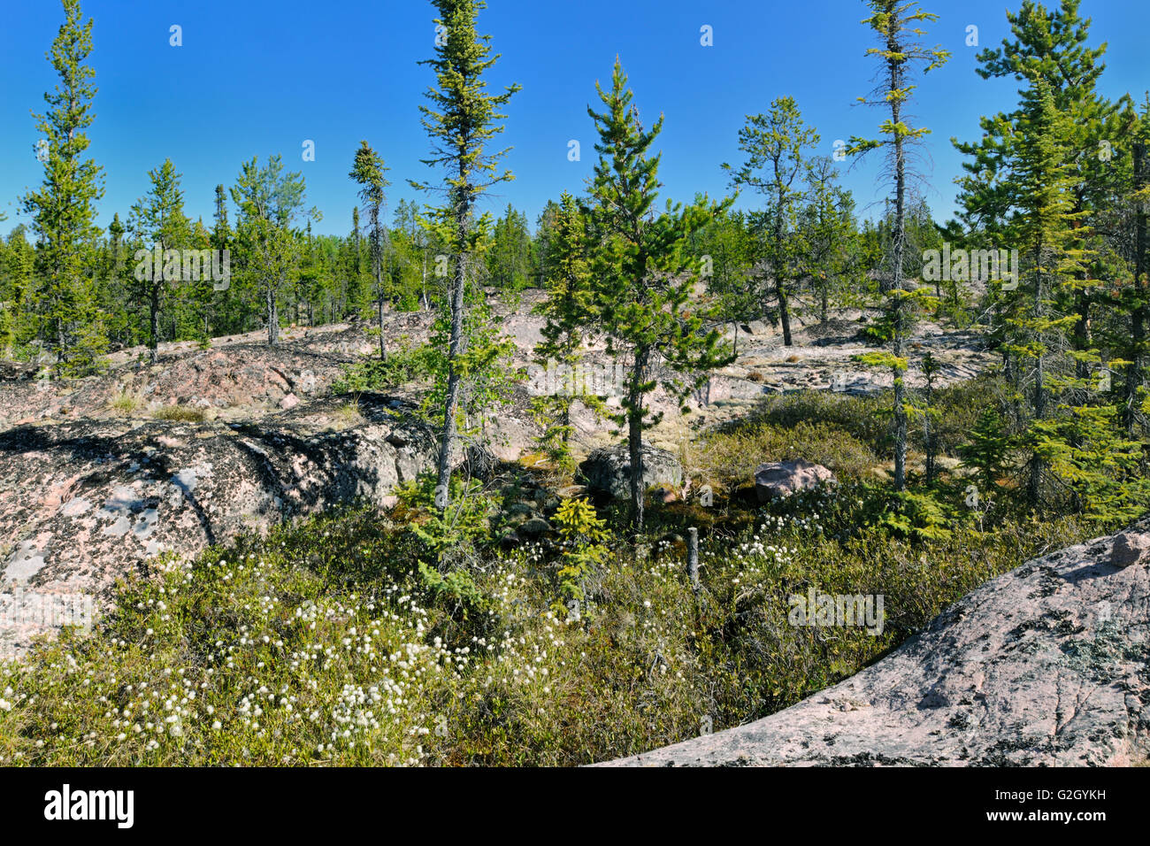 Boreal forest and preCambrian Shield Yellowknife Highway Northwest ...