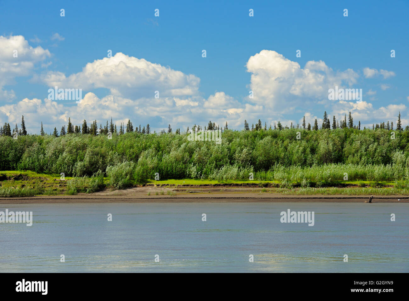 Boreal forest along the Peel River. About 180 kms south of Inuvik ...