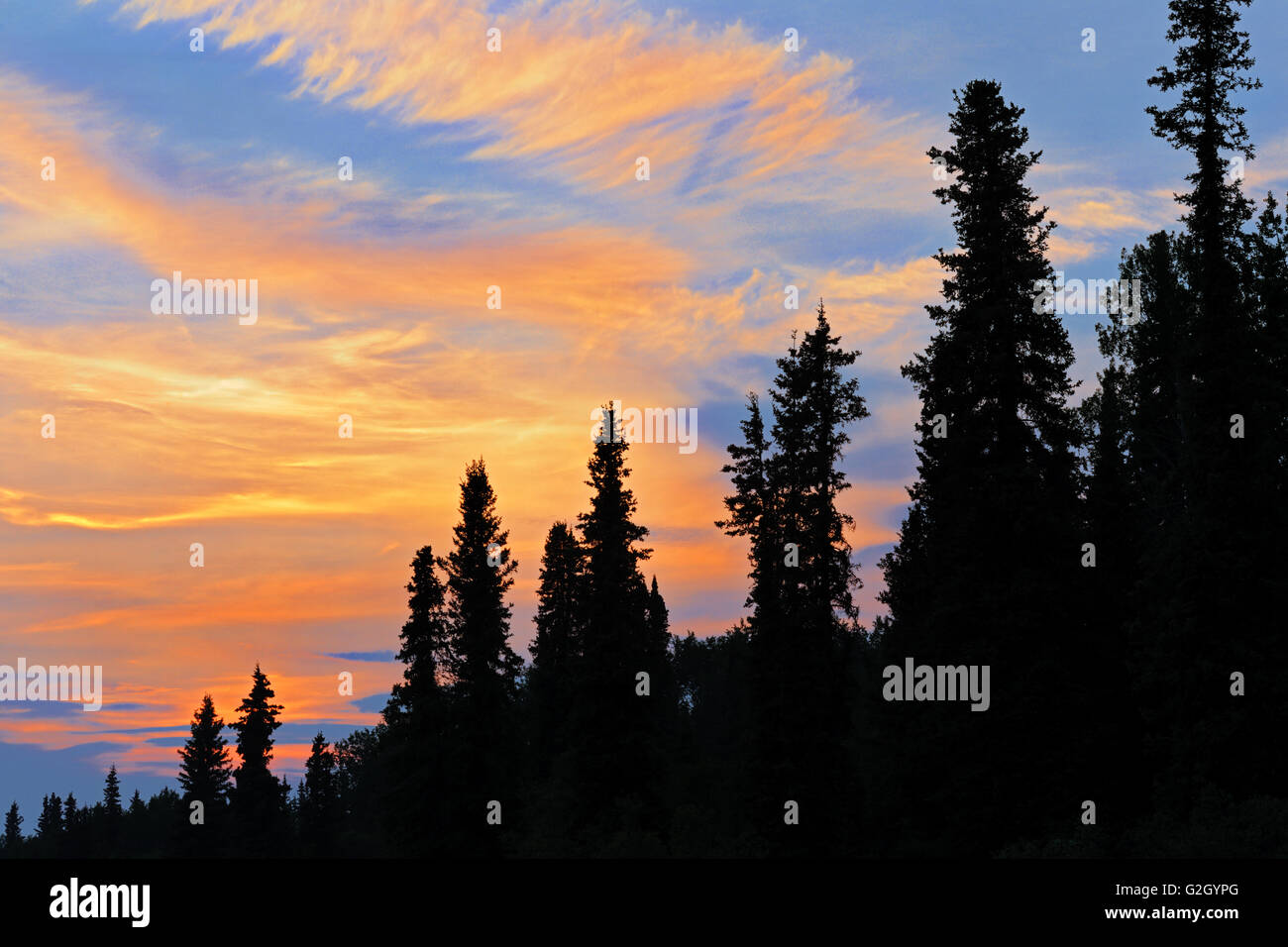 Old growth trees sunset hi-res stock photography and images - Alamy