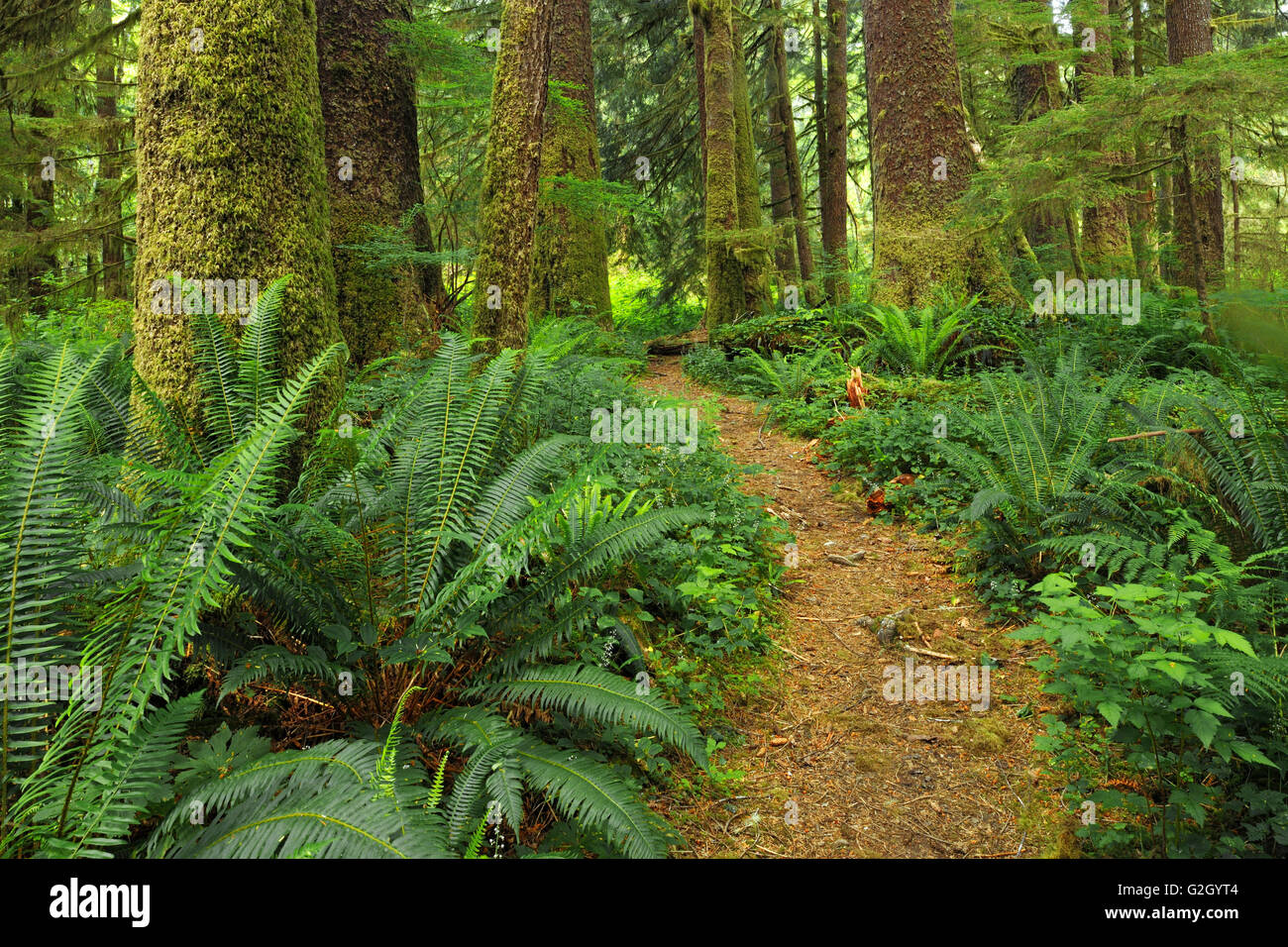Trail in Old growth temperate rain forest Carmanah-Walbran Provincial ...