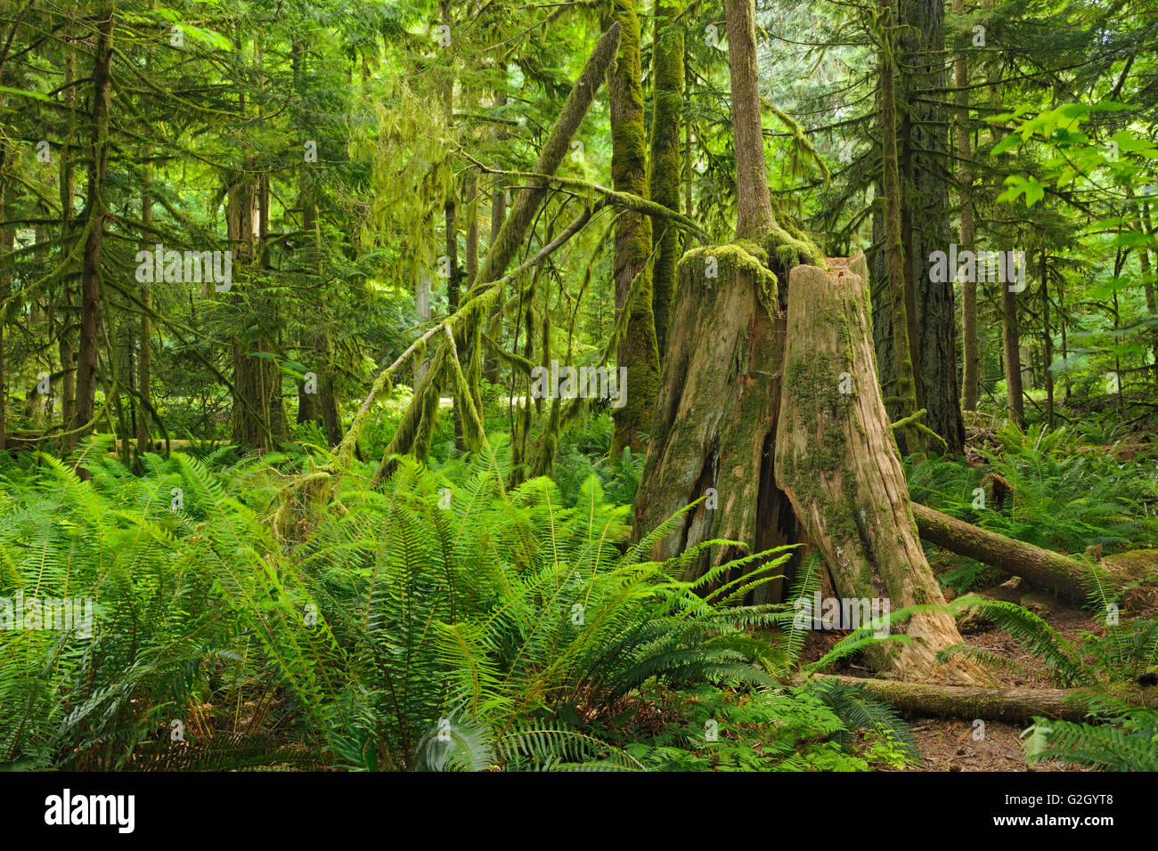 Old growth temperate rain forest in Cathedral Grove McMillan Provincial ...