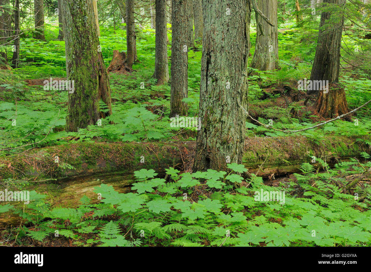 Inland temperate rain forest in Hemlock Grove Glacier National Park ...