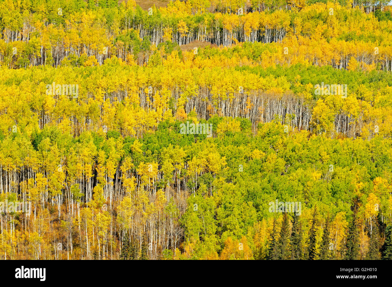 Autumn foliage in poplar (aspen) forest Grande Prairie Alberta Canada ...
