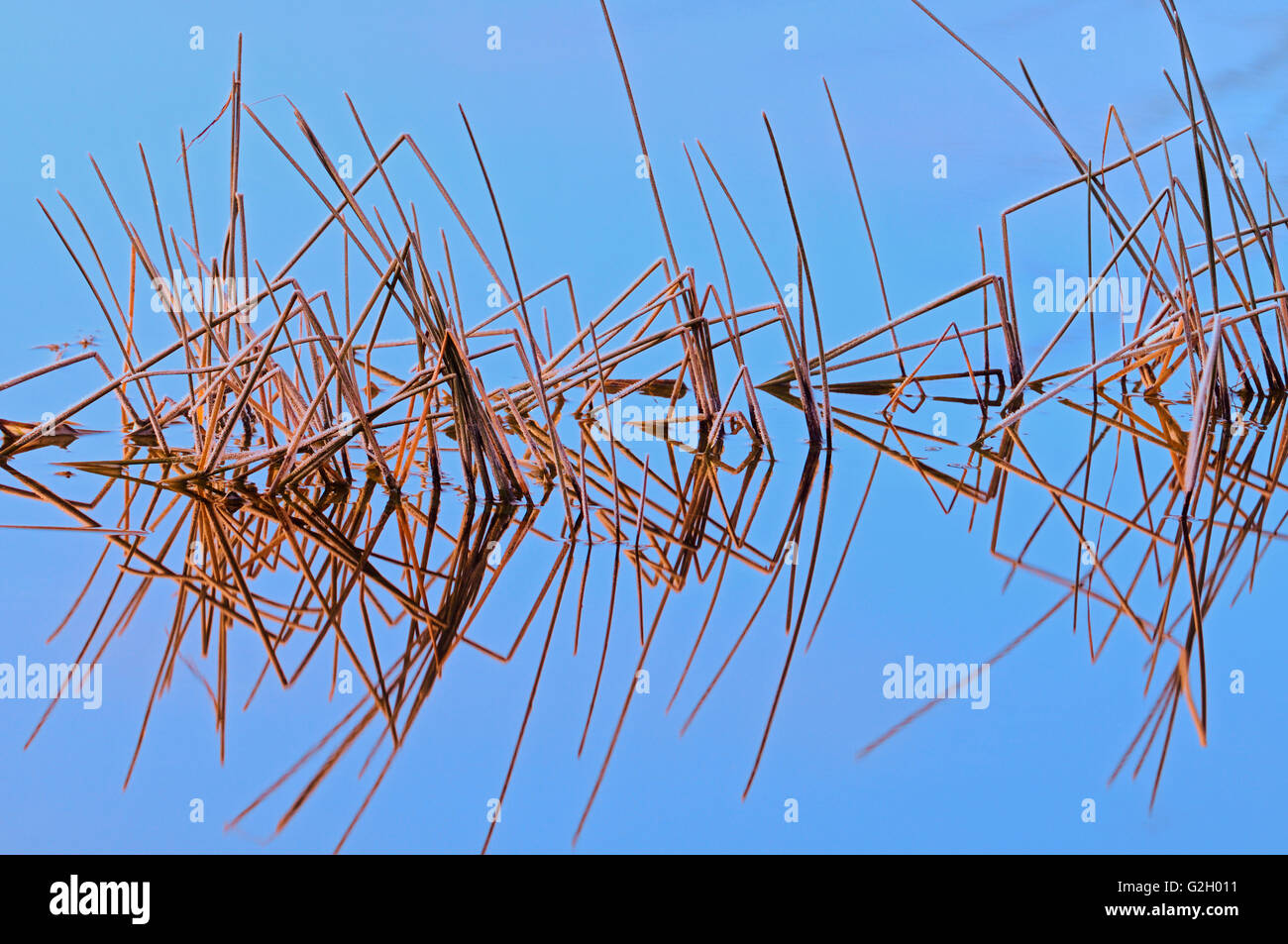 Reeds pattern Lawrence Lake Provincial Park, Alberta, Canada Stock ...