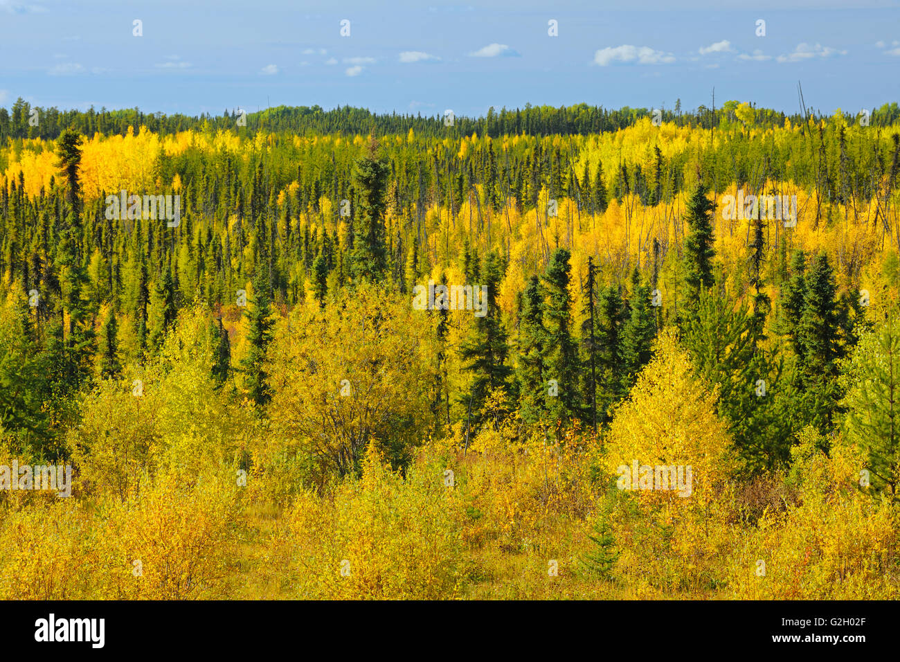 Mixedwood forest hi-res stock photography and images - Alamy