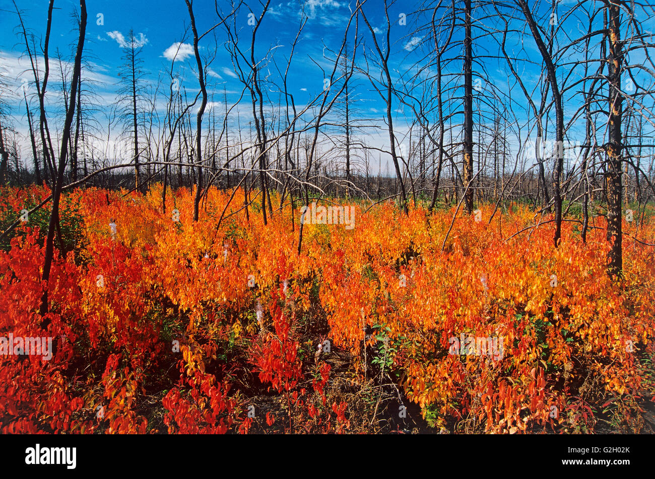 Regeneration after forest fire hi-res stock photography and images - Alamy