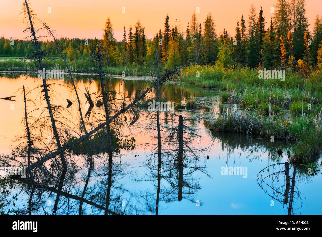 Wood buffalo national park, canada hi-res stock photography and images ...