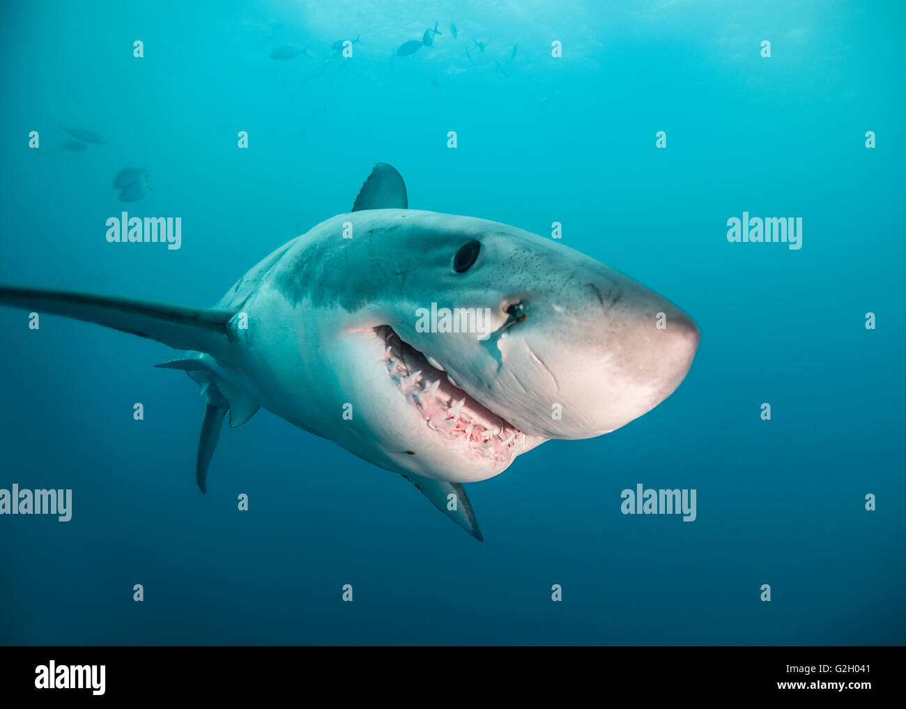 Great white shark, carcharodon carcharias, underwater view at Neptune ...