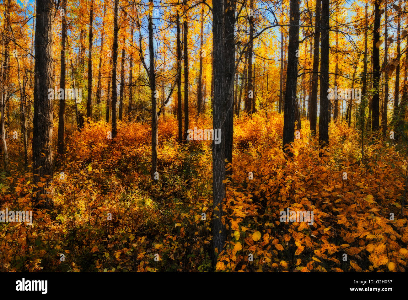 Aspen forest in autumn color Elk Island National Park Alberta Canada ...