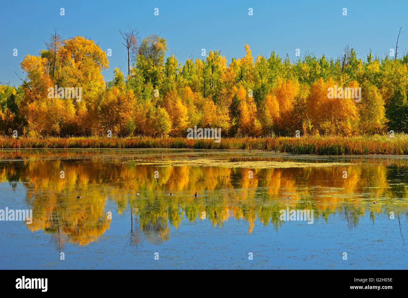 Autumn reflection in aspen forest Elk Island National Park Alberta ...