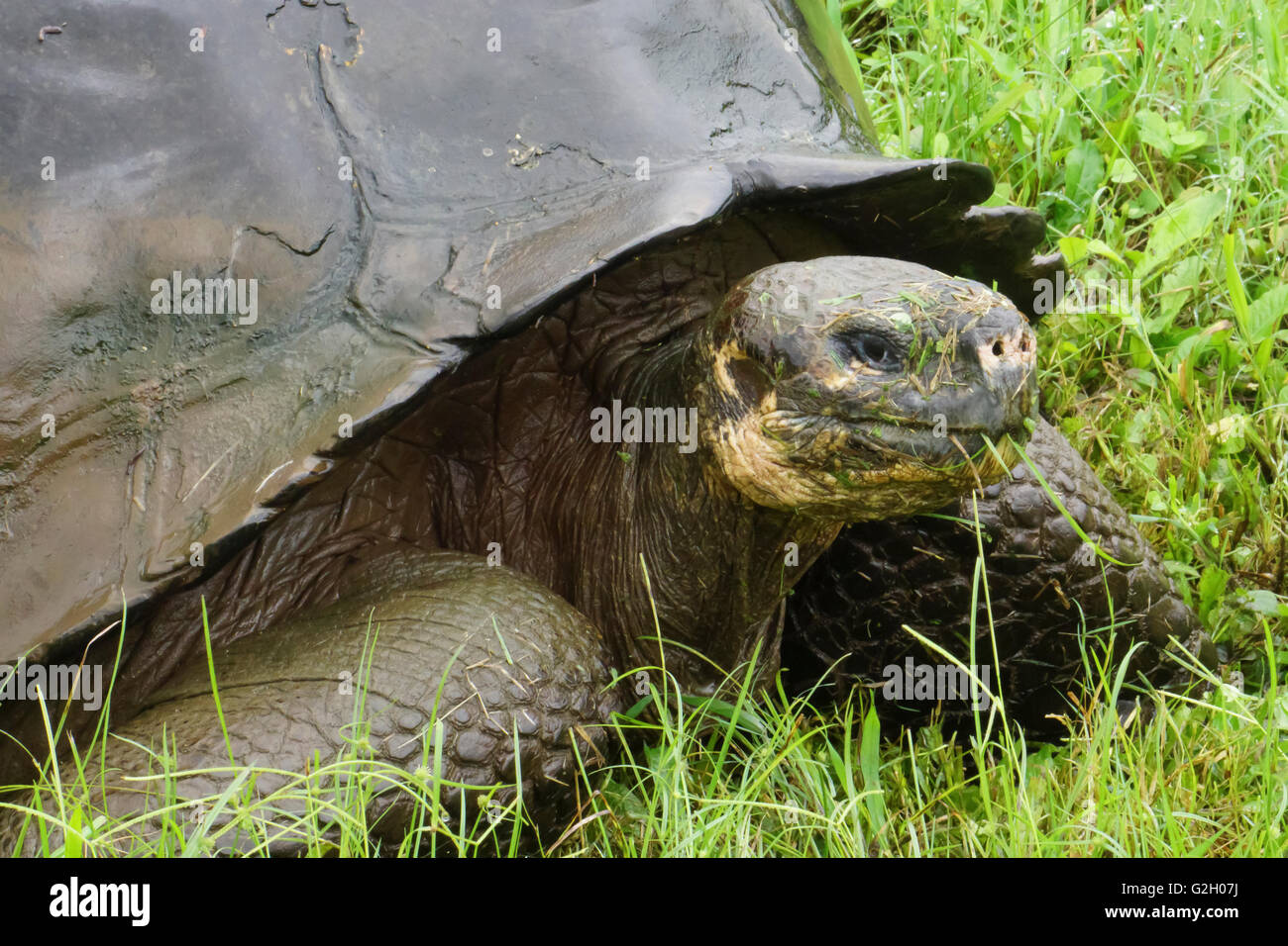 Galapagos giant tortoise. The Galapagos giant tortoise (Chelonoidis ...