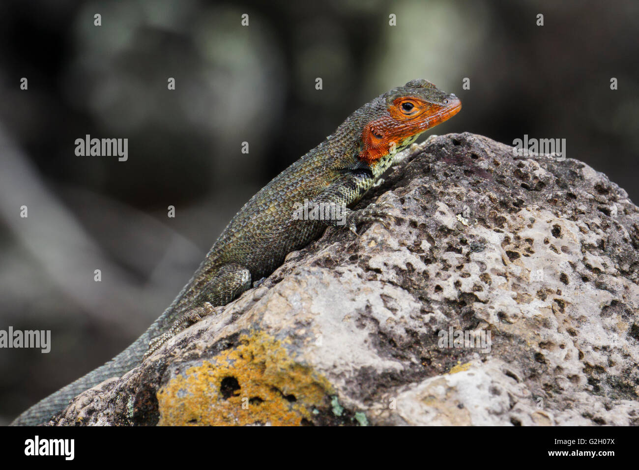 lava lizard Photographed in the Galapagos Island, Ecuador Stock Photo ...