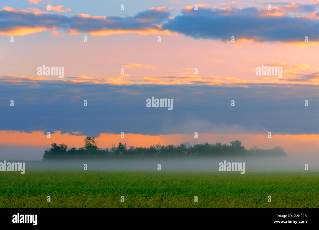 Canola field at dawn Fairview Alberta Canada Stock Photo - Alamy