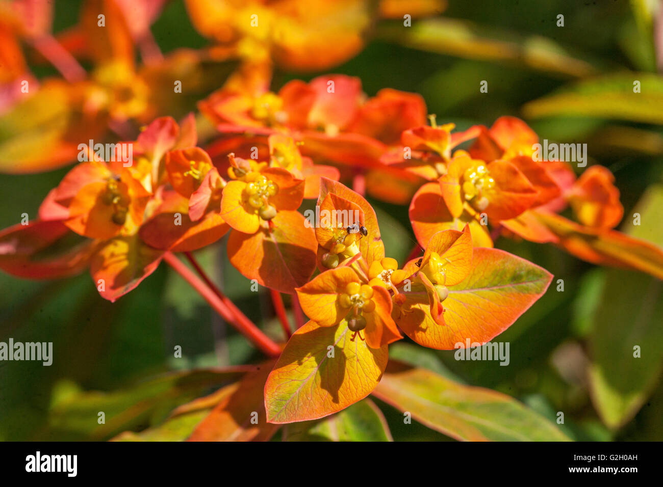 Euphorbia griffithii 'Fireglow', spurge, flowers Stock Photo - Alamy