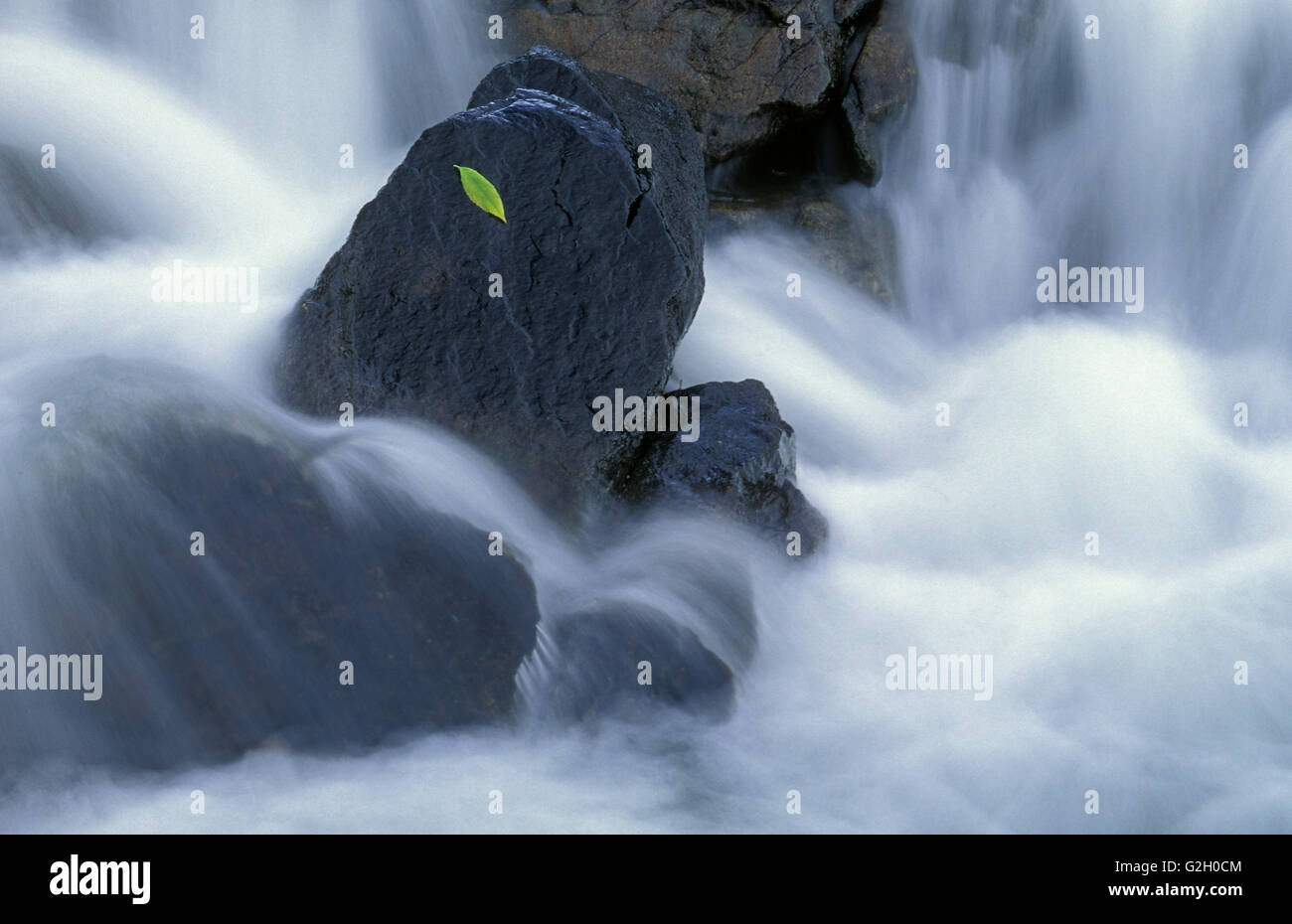 Leaf on rock and flowing waters of Dogtooth River Rushing River ...