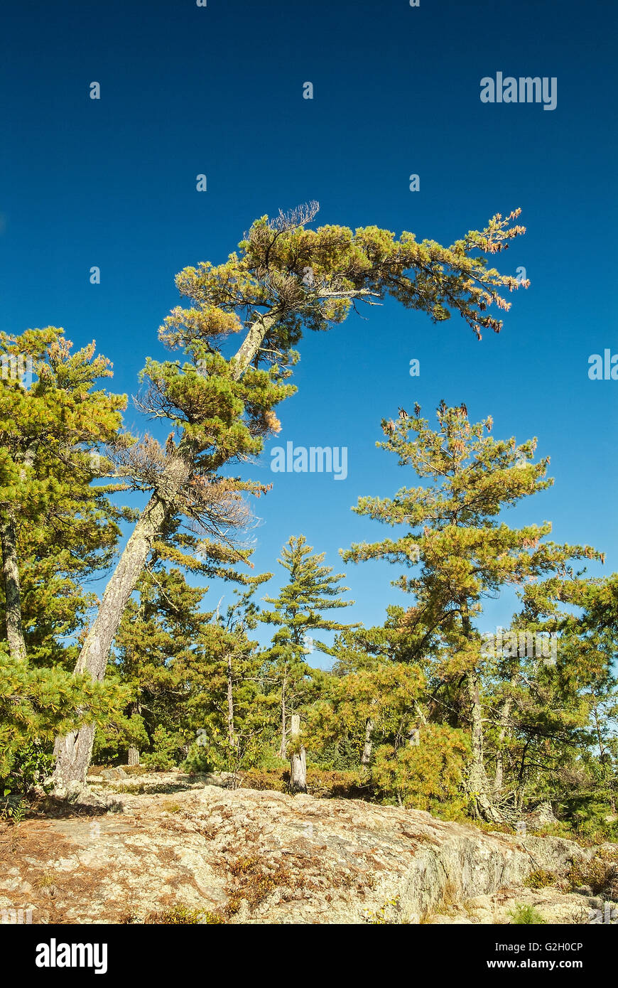 Kakagi hi-res stock photography and images - Alamy