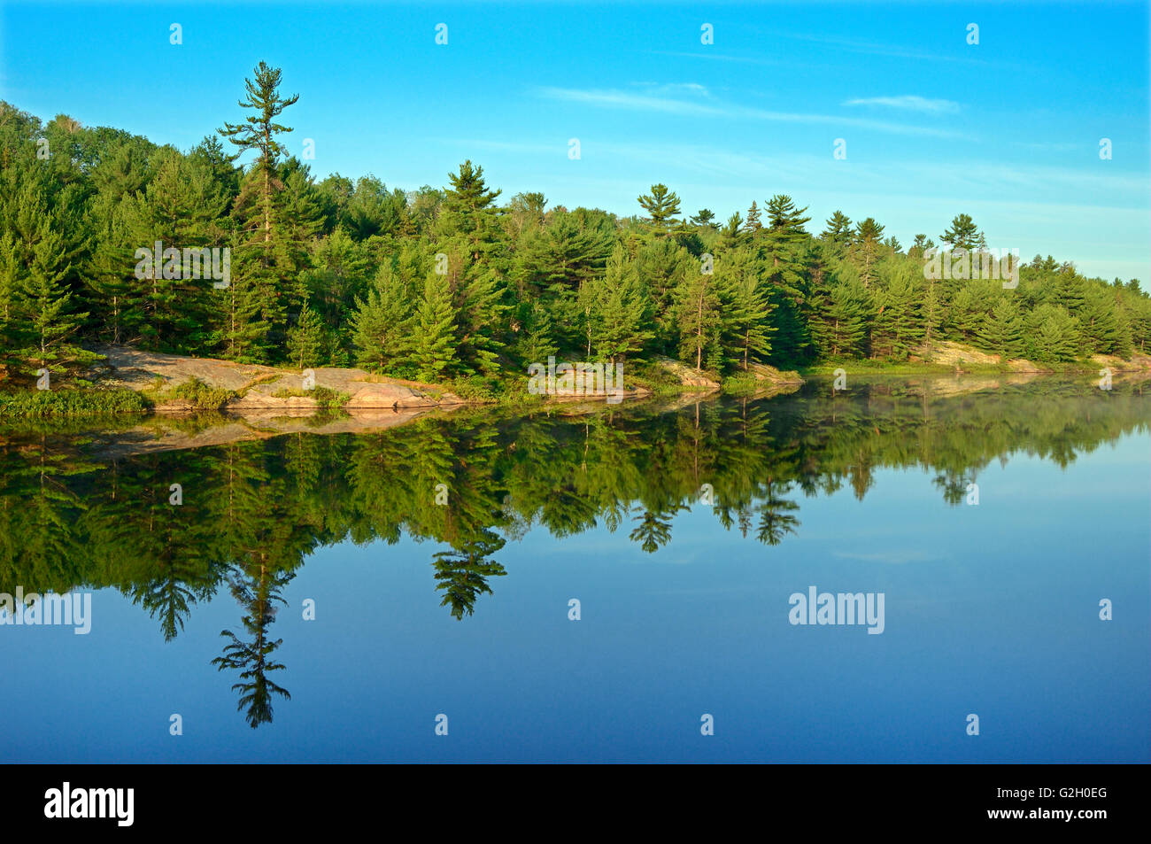 Northern water hemlock hi-res stock photography and images - Alamy