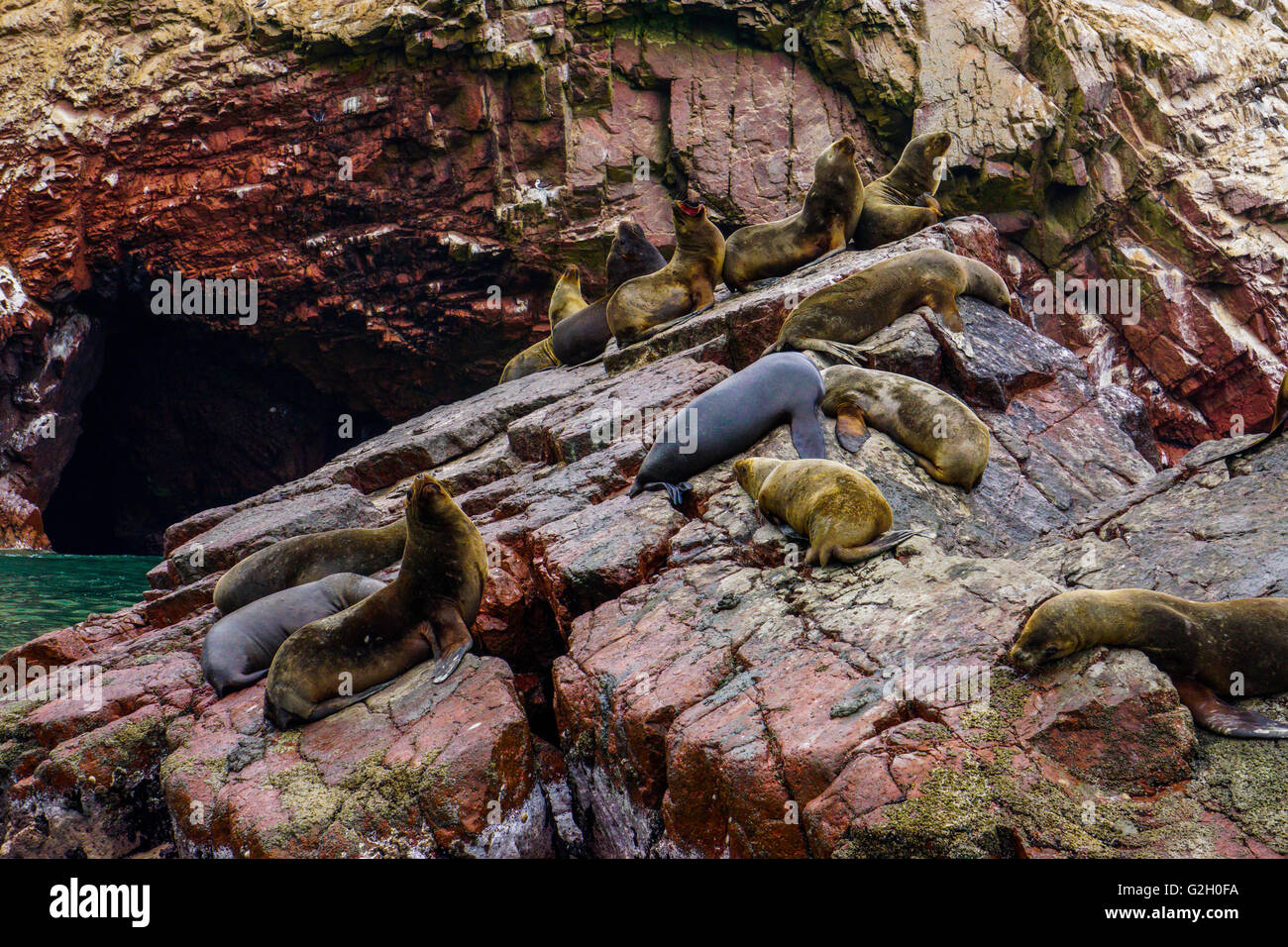 A colony of seals. Photographed in the Pacific ocean, Peru Stock Photo ...