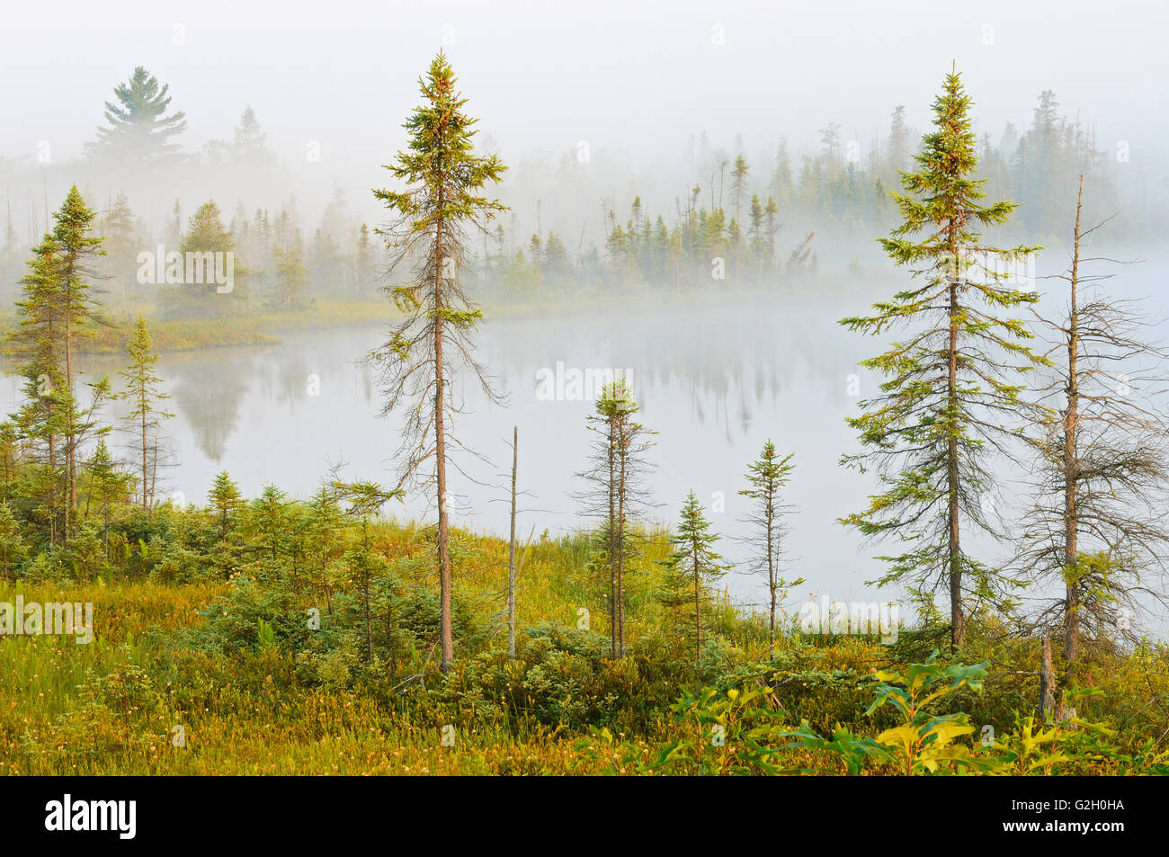 Picea mariana hi-res stock photography and images - Alamy