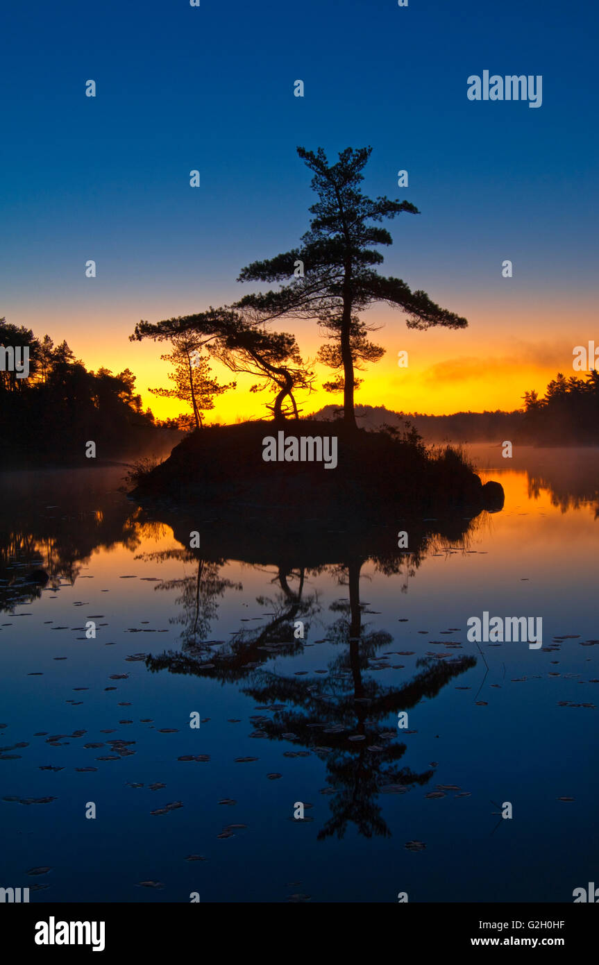 White pine trees on island in McGregor Bay (Georgian Bay) at dawn ...