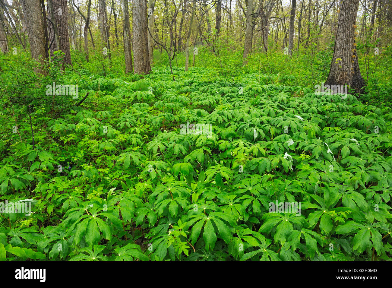 Carolinian Forest in spring Point Pelee National Park Ontario Canada ...