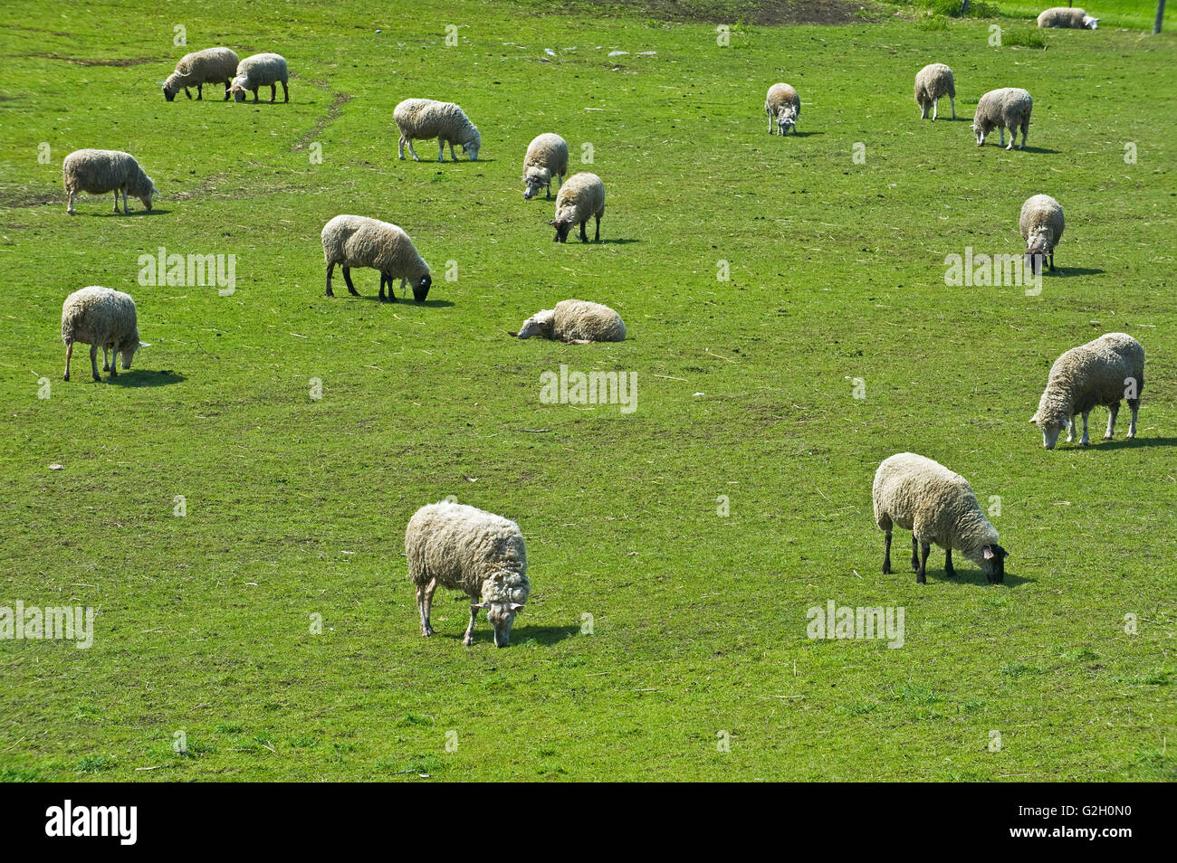 sheep on farm on north shore of Lake Erie Ontario Canada Stock Photo ...
