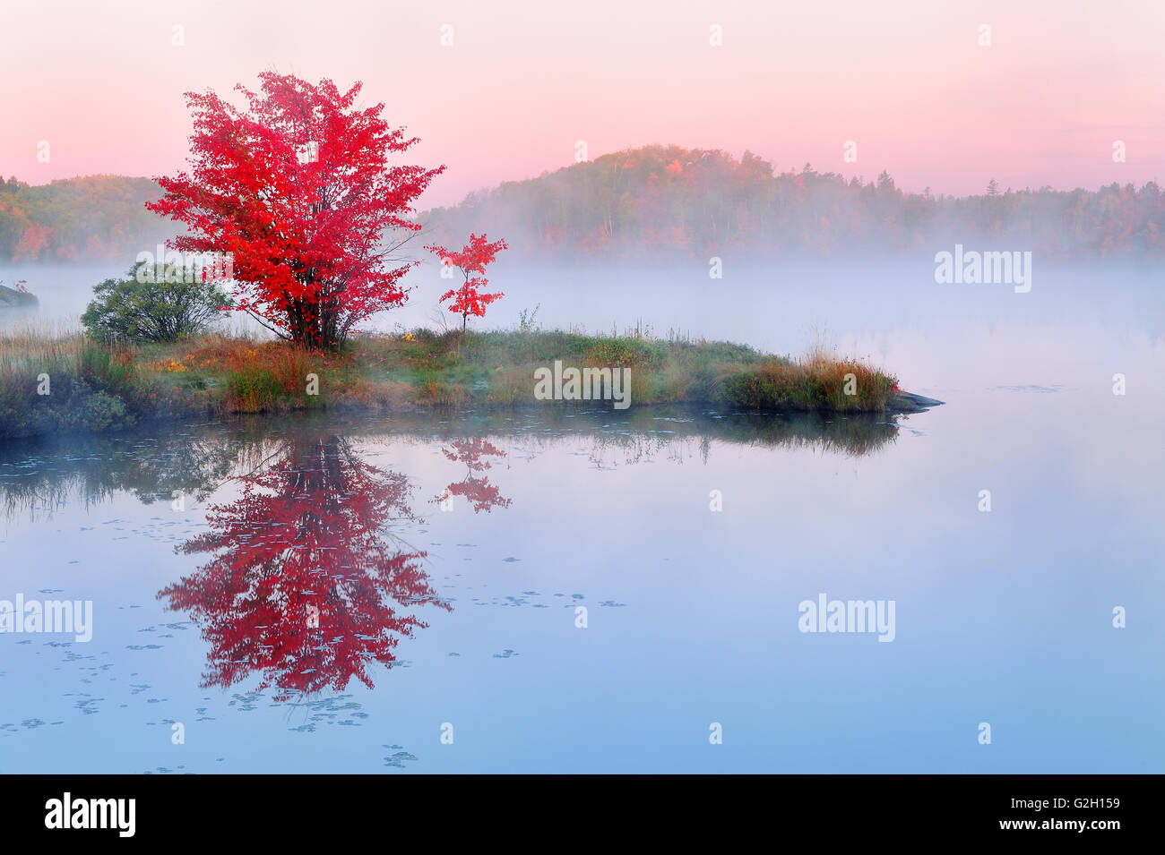 Red maple tree hi-res stock photography and images - Alamy