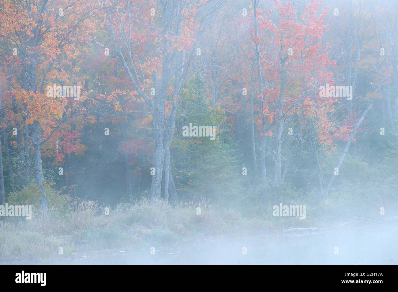 forest in autumn foliage and fog at Silent Lake Silent Lake Provincial ...