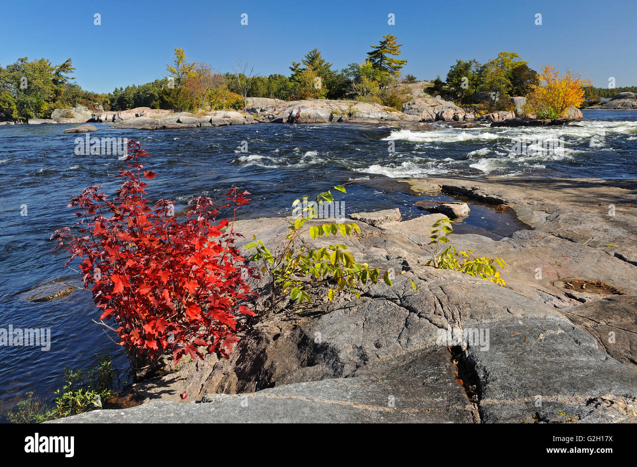 Red maple trees ar edge of the Magnetawan River Burk's Falls Ontario ...