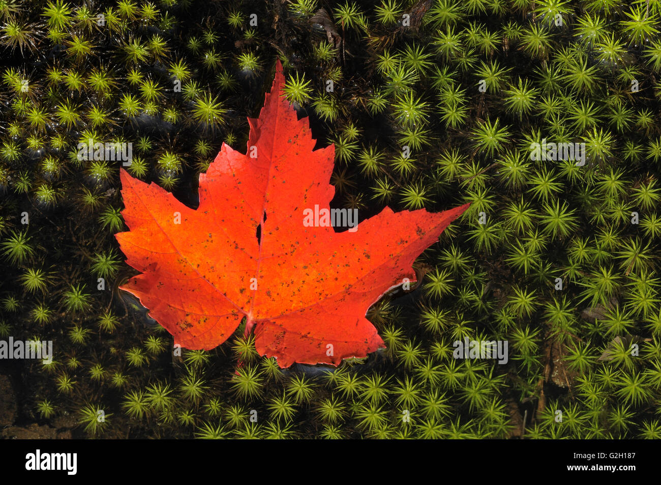 Acer rubrum tree hi-res stock photography and images - Alamy