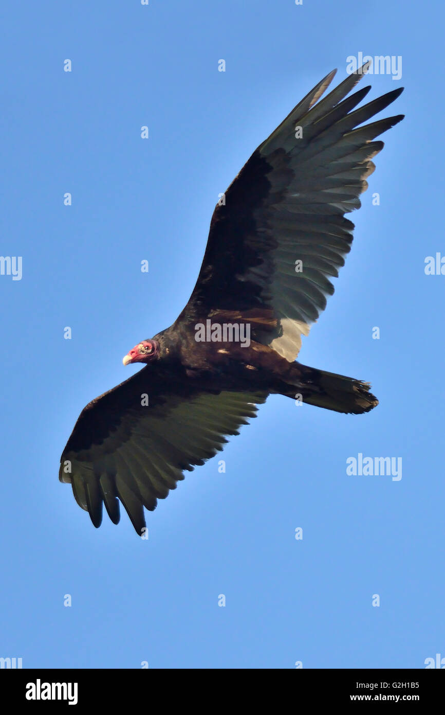 Vulture wings in flight hi-res stock photography and images - Alamy