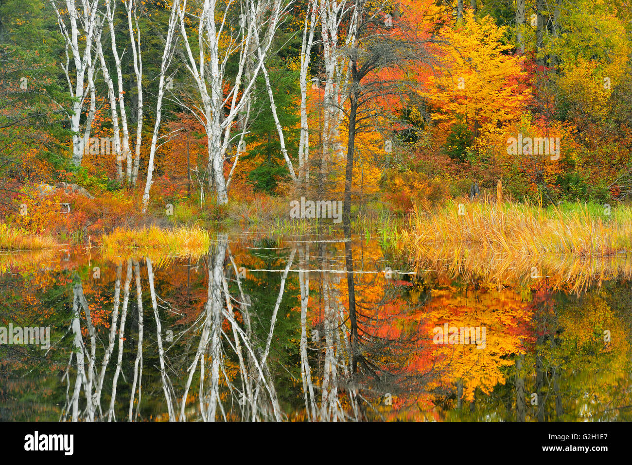 Capreol hi-res stock photography and images - Alamy