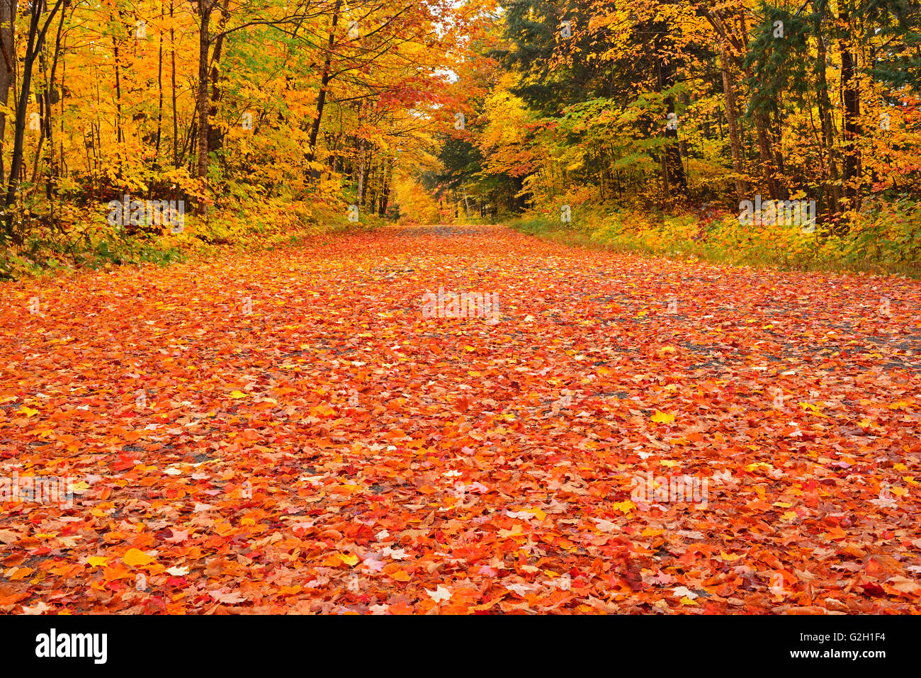 Road covered in leaves hi-res stock photography and images - Alamy
