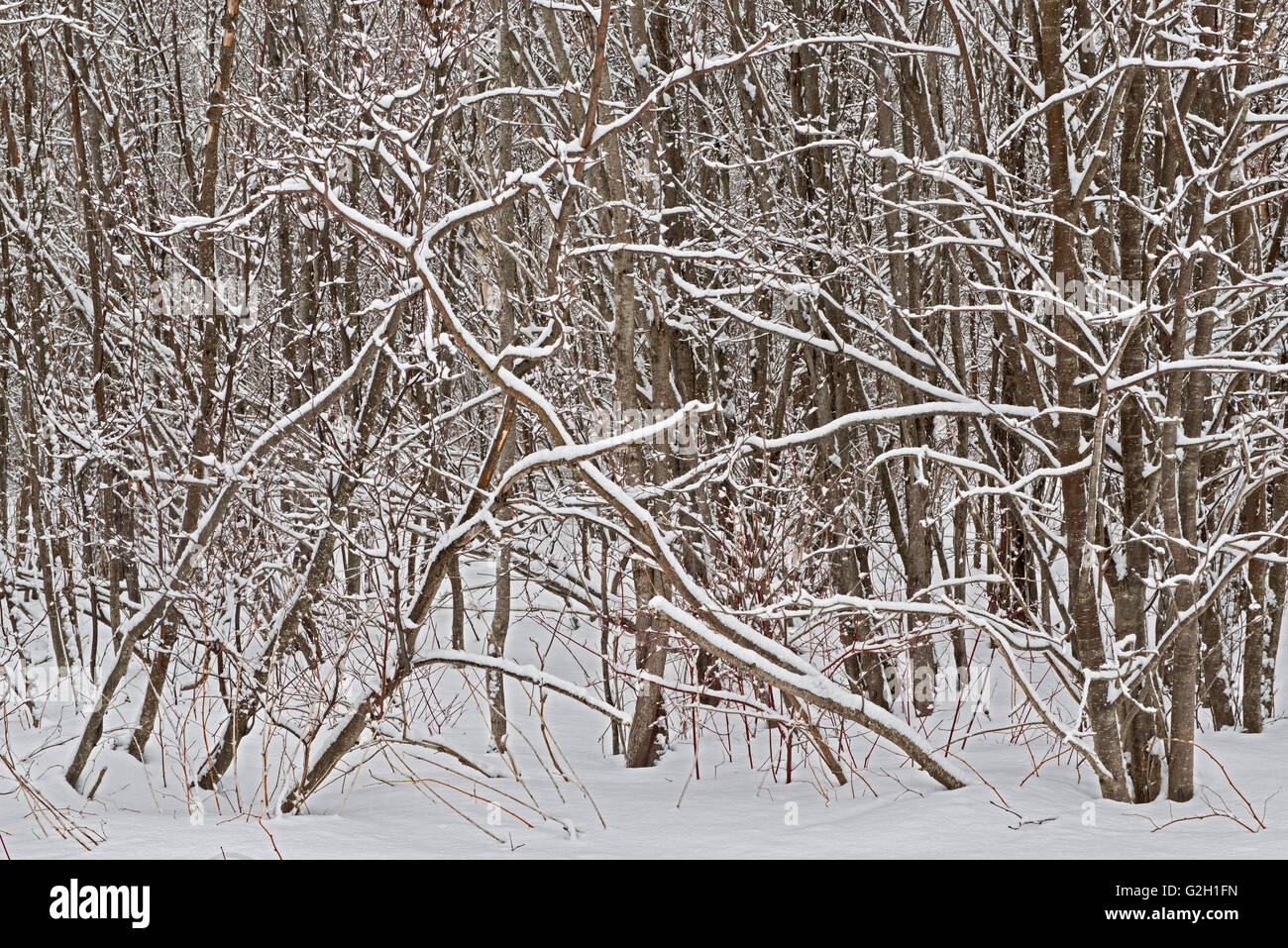 Edge forest hi-res stock photography and images - Alamy